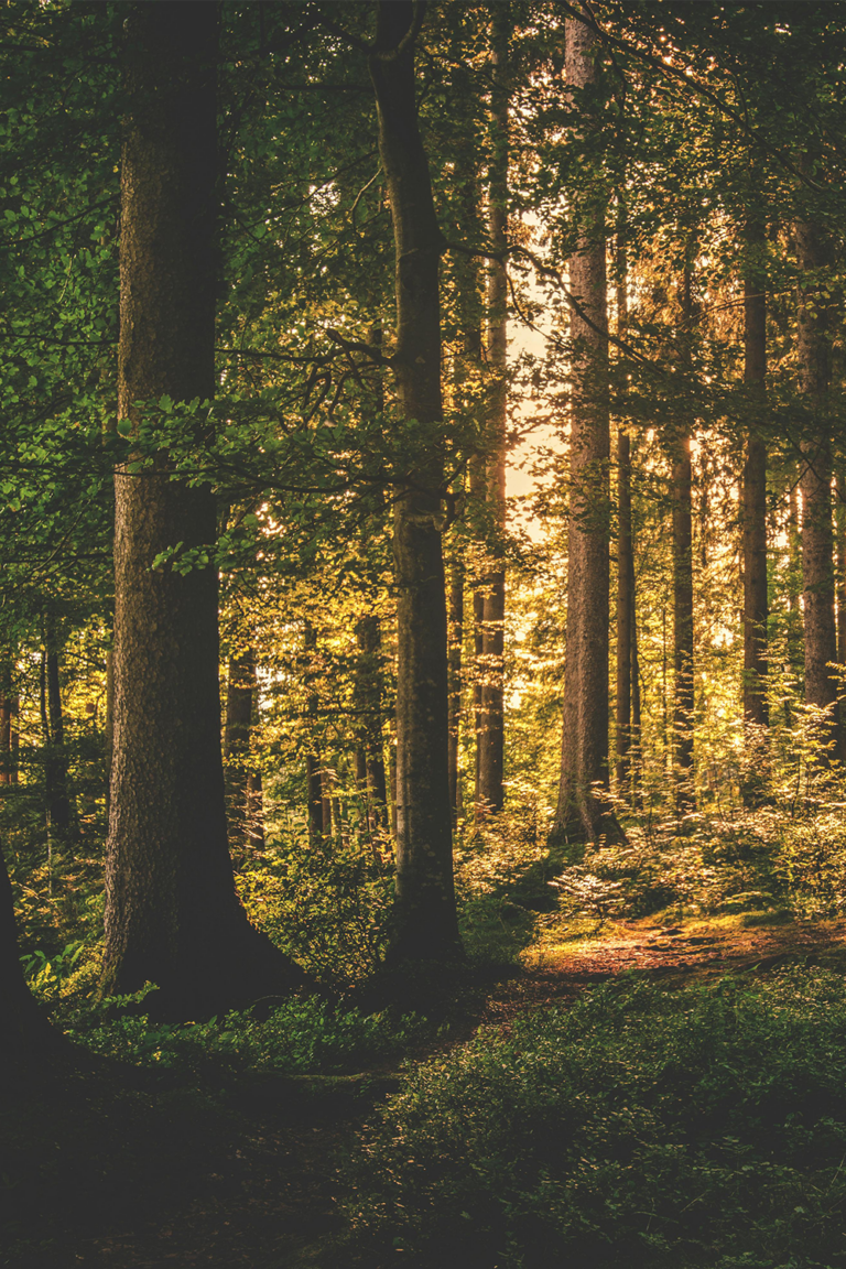 About us – Woodways Insurance